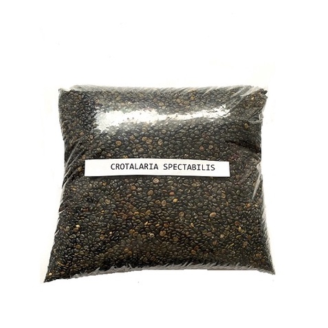 Crotalaria Spectabilis - 1kg De Sementes | Shopee Brasil