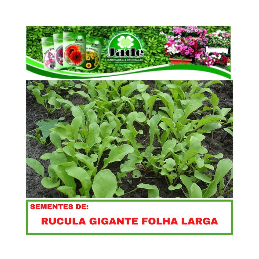 Sementes De Rucula Gigante Folha Larga !! | Shopee Brasil