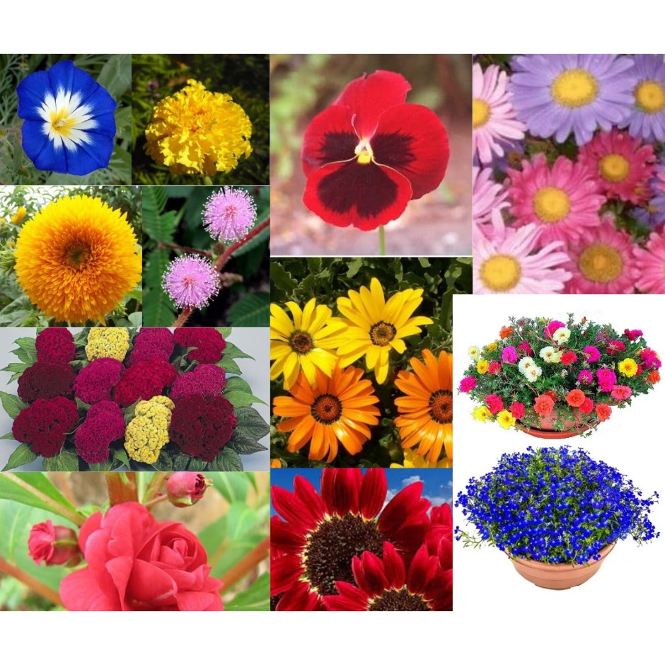 sementes de flores variadas varias espécie escolha | Shopee Brasil