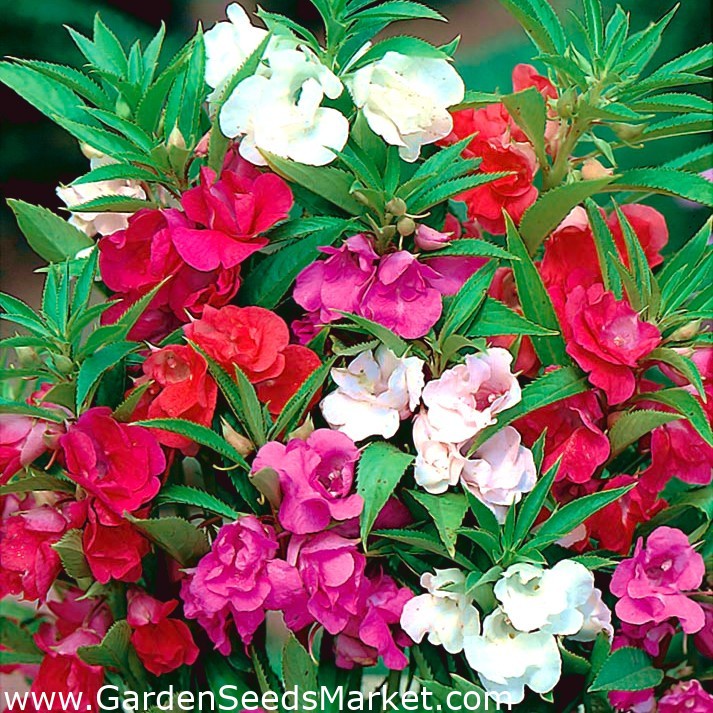 200 Sementes da Flor Beijo de Frade Sortidos mix | Shopee Brasil