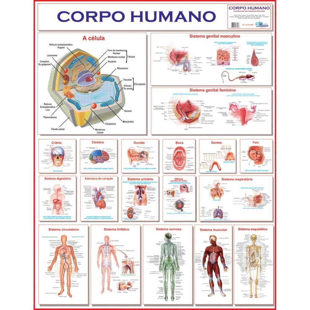 Mapa Corpo Humano 120X90 | Shopee Brasil