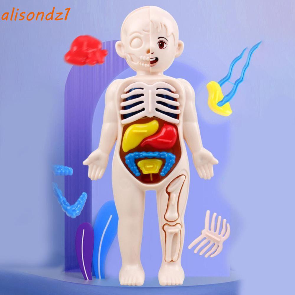 ALISONDZ1 Brinquedo De Anatomia Corpo Humano Criatividade Infantil ...