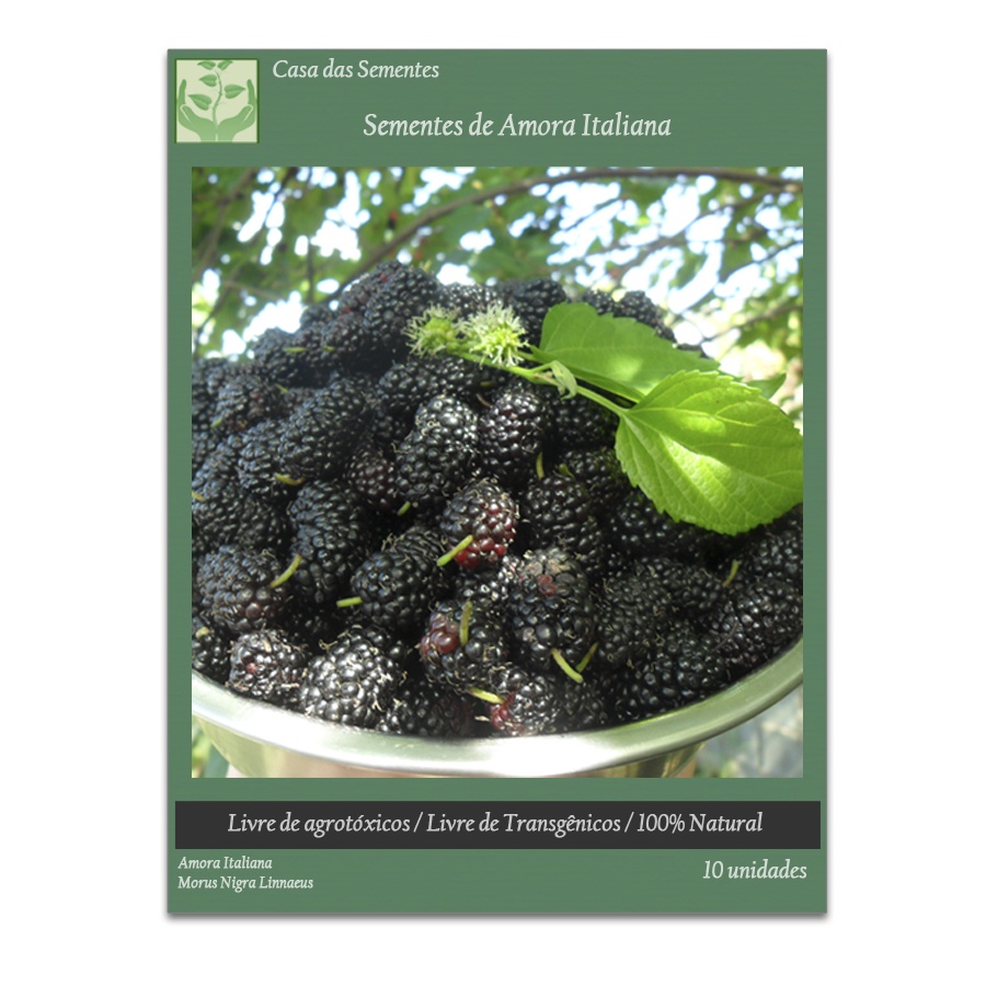 Kit Sementes de Amora Italiana Doce para plantio de Mudas da fruta ...