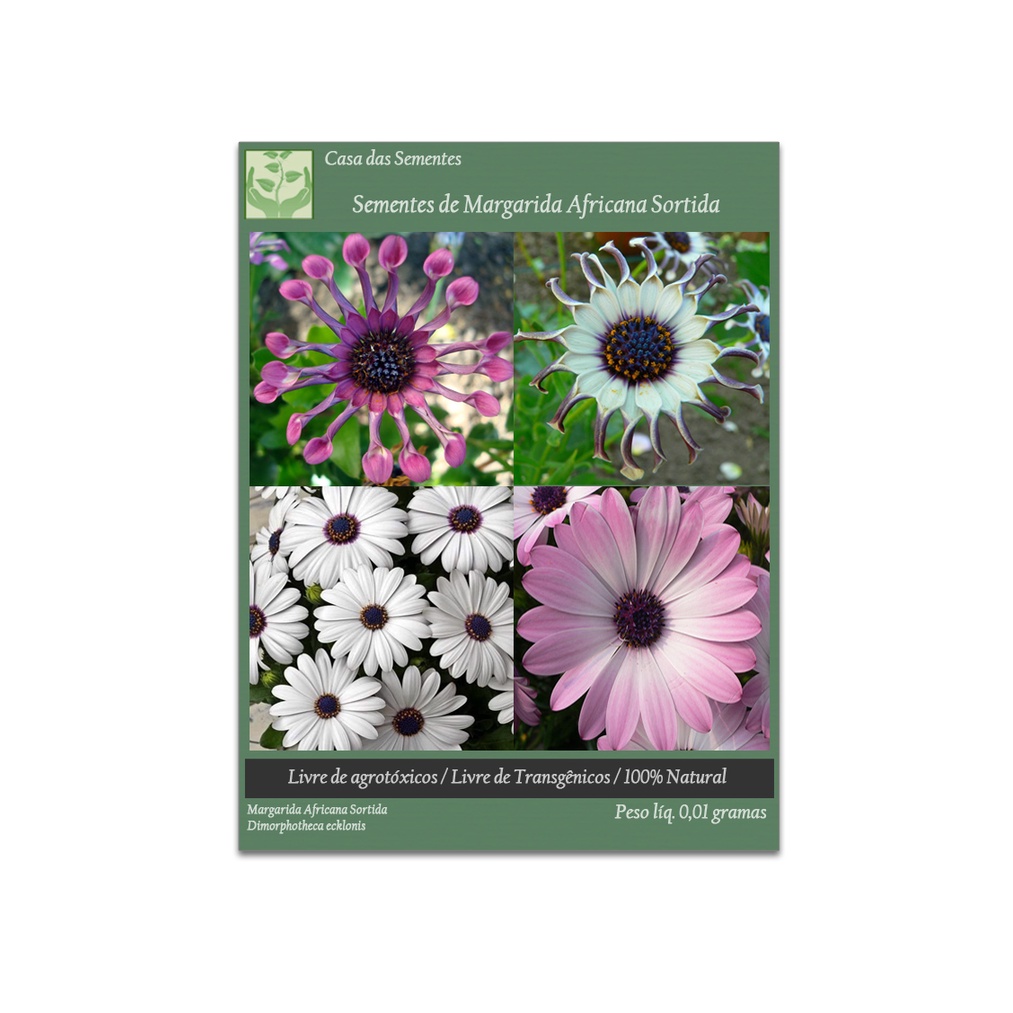 Kit Sementes da Flor Margarida Africana Dimorphotheca Sortida para ...