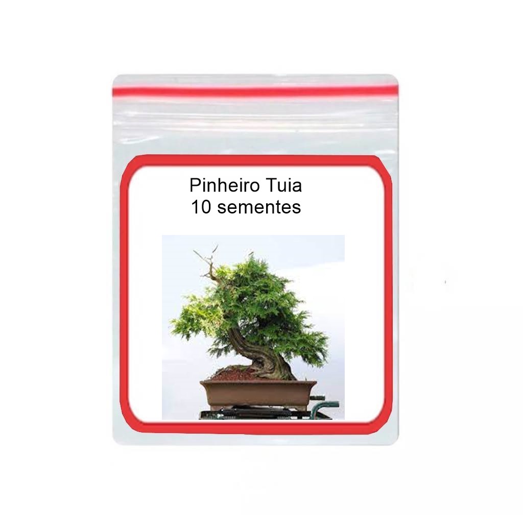 10 sementes Pinheiro Tuia Vasos Thuja Occidentalis ornamental | Shopee ...