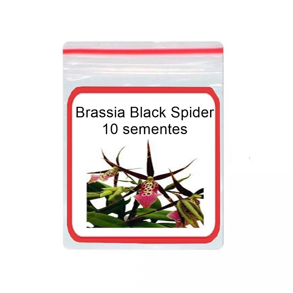 10 Sementes Brassia Black Spider Flor Aranha Negra | Shopee Brasil