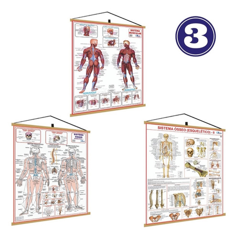 3 Banners: Sistema Muscular + Sistema Esquelético 1 + Sistema ...