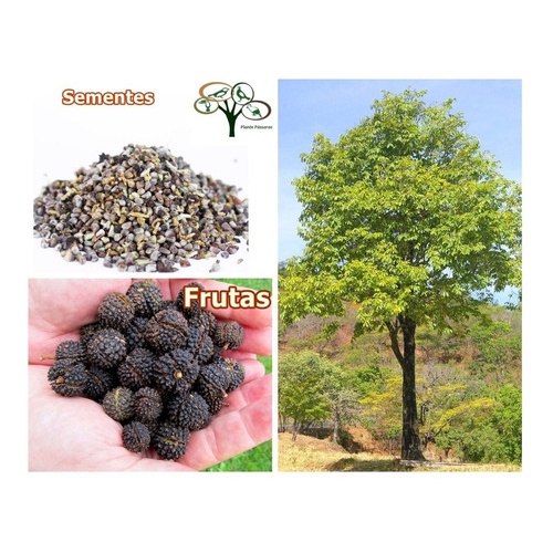 100 Sementes De Mutamba Preta P/ Mudas (guazuma Ulmifolia) | Shopee Brasil