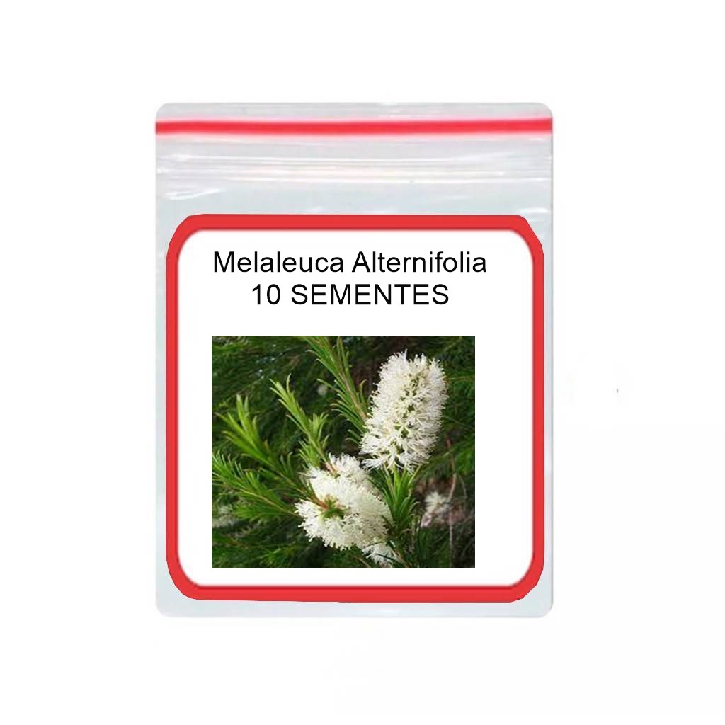 10 sementes Melaleuca Alternifolia planta Tea Tree | Shopee Brasil
