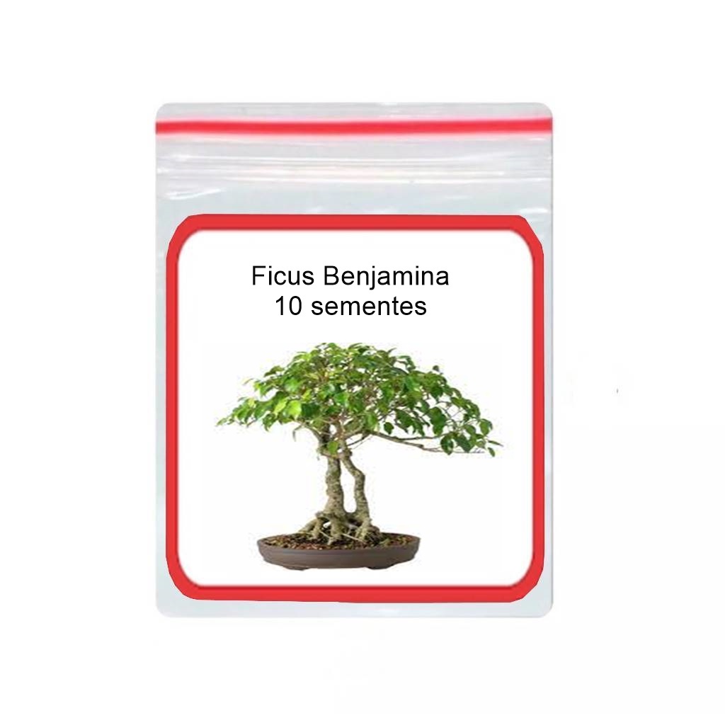 Ficus Benjamina bonsai ornamental 10 Sementes | Shopee Brasil