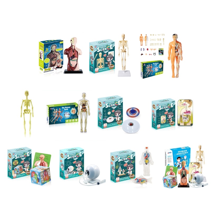 youn Modelo Esqueleto Anatomia Corporal Torso Peças Removíveis Para ...