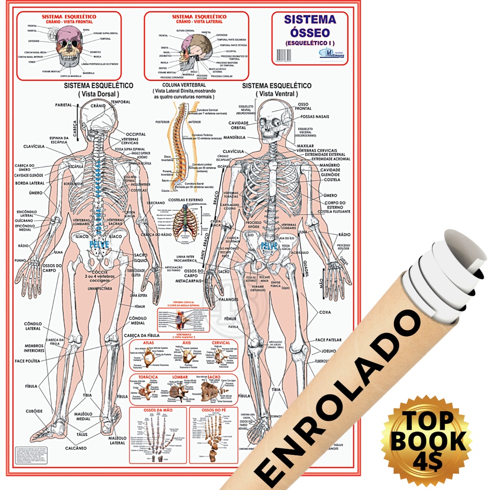 Mapa Corpo Humano Sistema Esqueletico Osseo 01 Anatomia Medicina ...