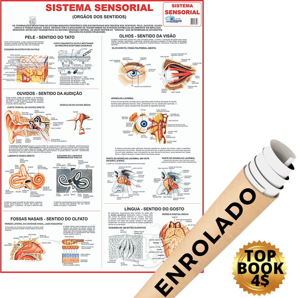 Mapa Corpo Humano Sistema Sensorial Poster Anatomia | Shopee Brasil