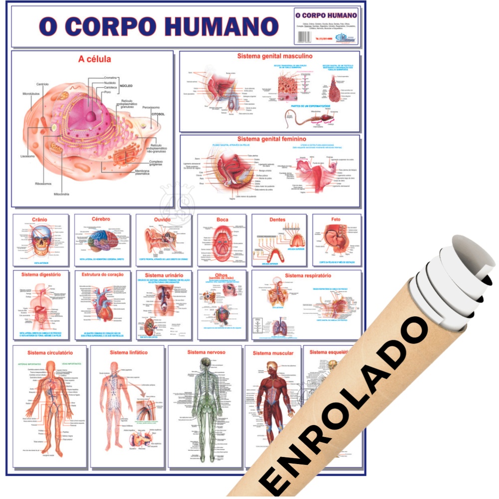 Mapa Corpo Humano Sistemas Anatomia Poster Medicina | Shopee Brasil