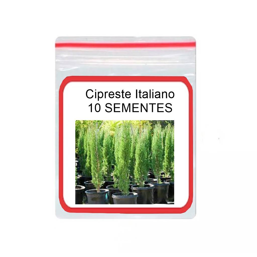 Bonsai Cupressus Semperviren Cipreste Italiano flor 10 Sementes ...
