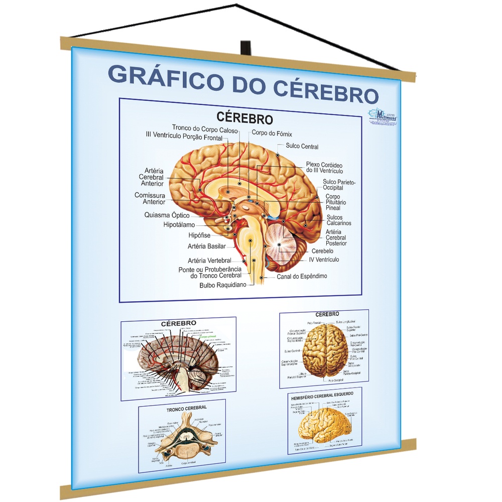 Mapa Cérebro Corpo Humano Mente Medicina Poster Anatomia | Shopee Brasil