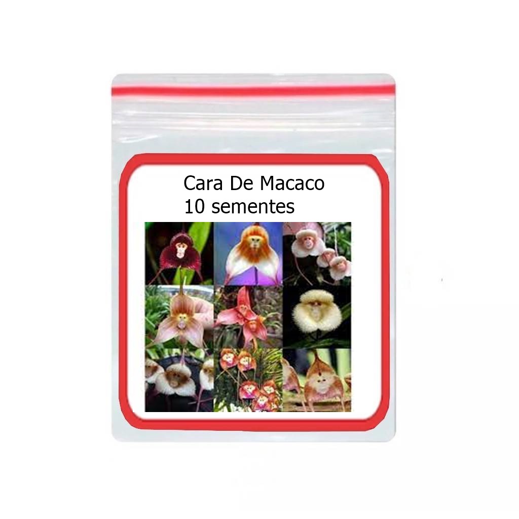 Cara De Macaco Flor ornamental 10 Sementes | Shopee Brasil