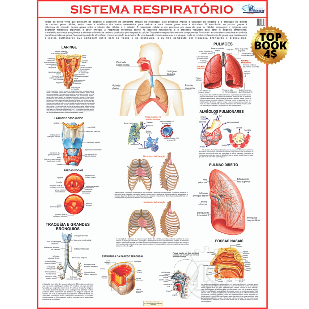 Mapa Sistema Respiratório Corpo Humano Medicina Anatomia Poster ...
