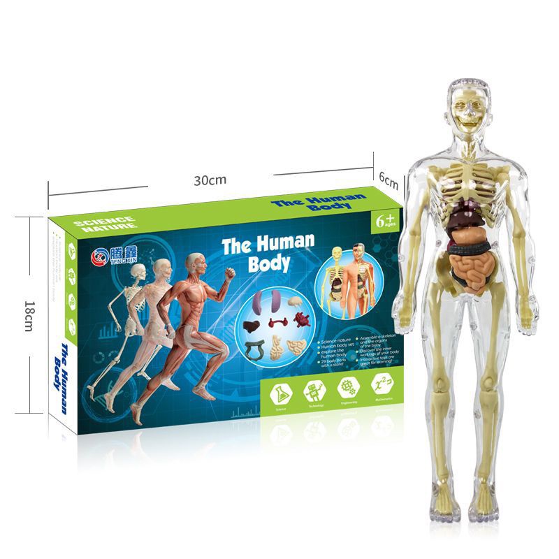 Boneco 3d Ciências Humanos Para Decoração De Quarto / Demonstração Com ...