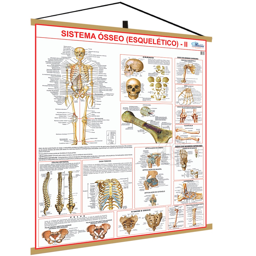 Mapa Sistema Esqueletico 2 Corpo Humano Banner Poster Medicina Anatomia ...