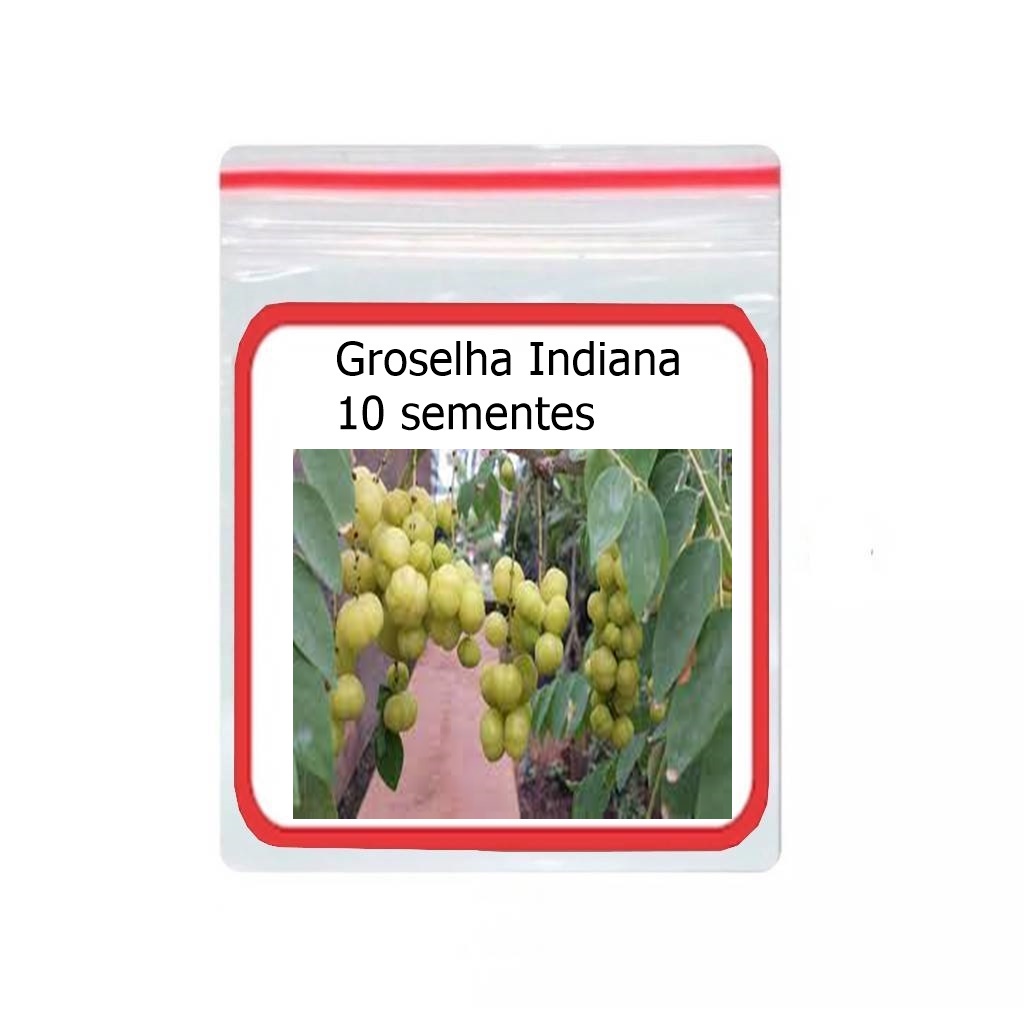 10 Sementes Groselha Phyllanthus Emblica Indiana Fruta Amla ornamental ...