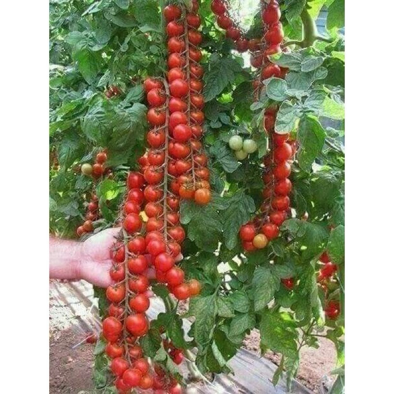 50 Sementes Tomate de Cacho | | Shopee Brasil