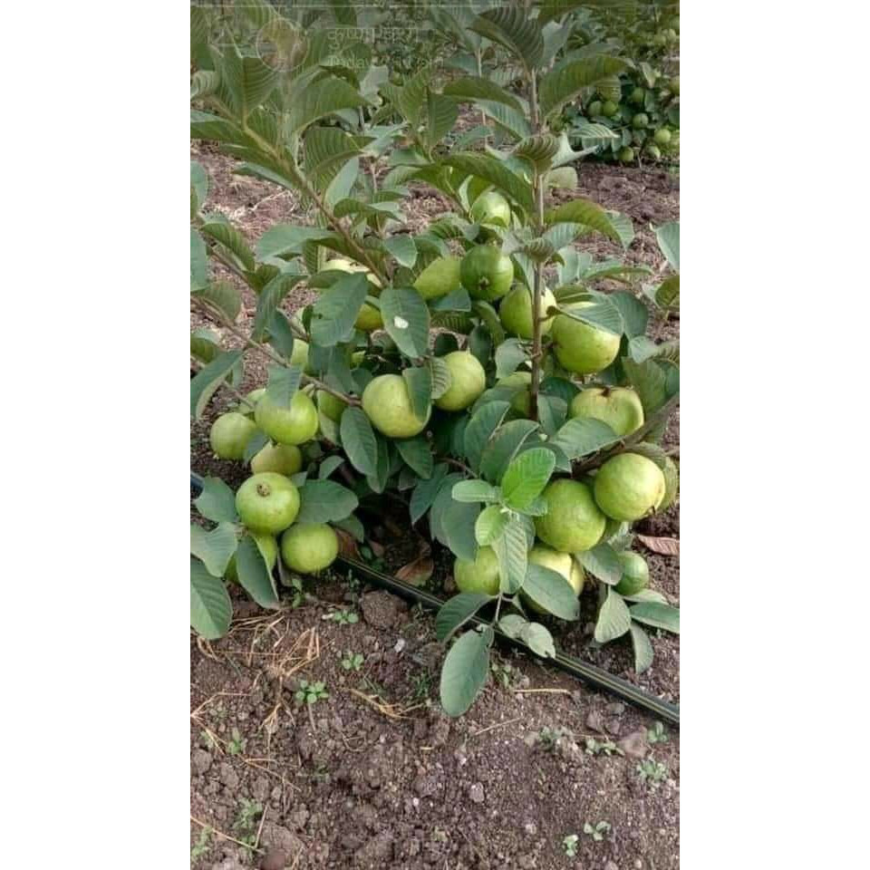 100 sements goiaba anã precoce com manual de cultivo top | Shopee Brasil