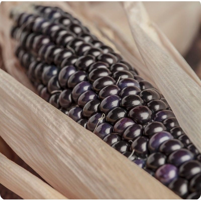 200 sementes 400 sementes 1000 sementes crioulas de milho preto peruano ...