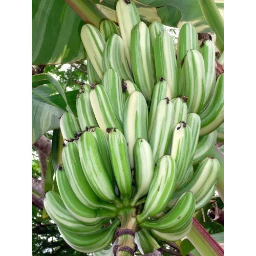 Muda De Banana Variegata | Shopee Brasil