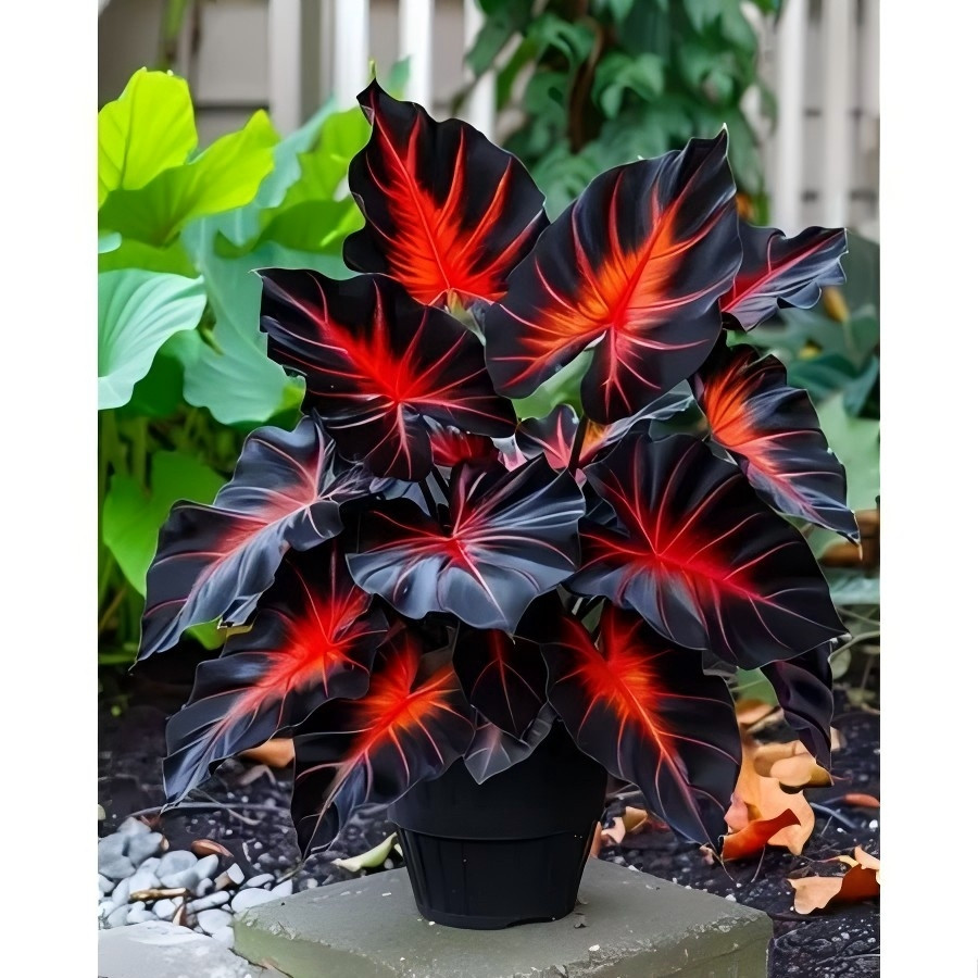 Cultivo simples 1000 sementes Caladium 'Golden Red' com manual de ...