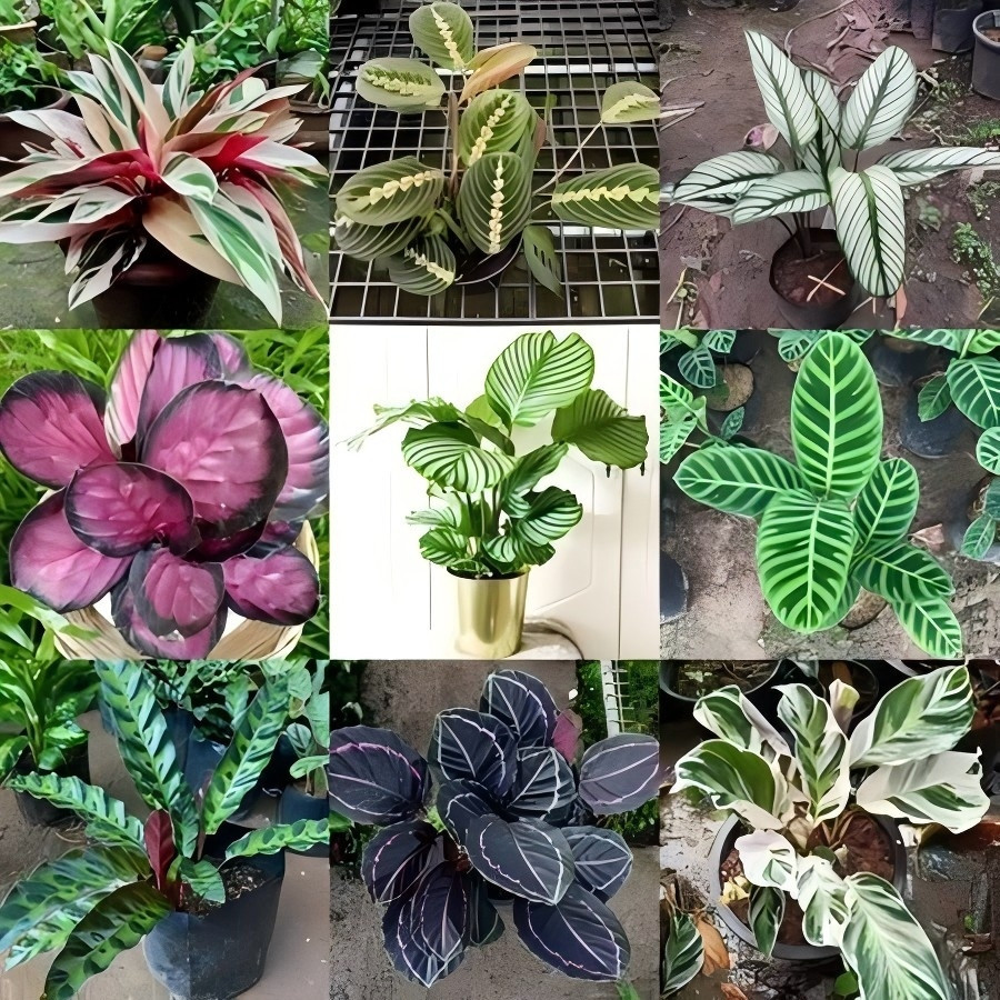 100 Sementes De Marantas Sortidas Mix De Especies Com Manua | Shopee Brasil