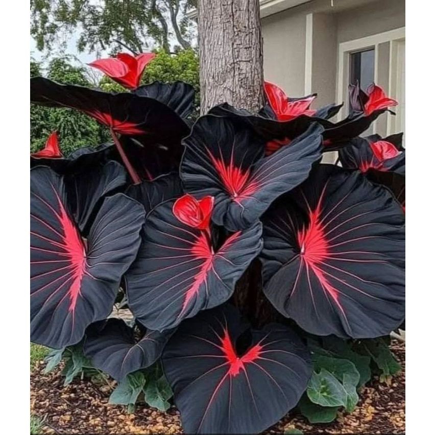 200 sementes 400 sementes 1000 sementes Caladium Pixelleaf com manual ...