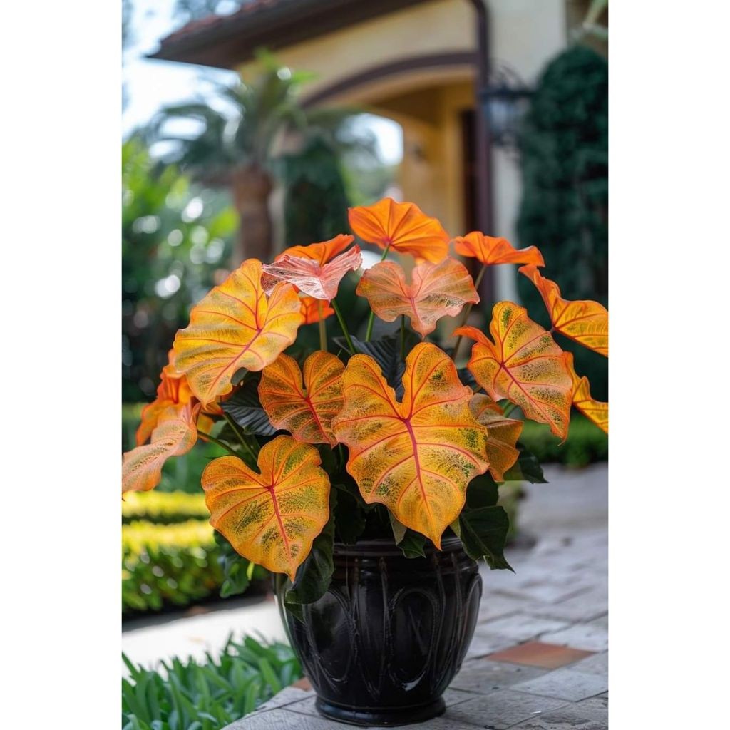 200 sementes 400 sementes 1000 sementes Caladium 'Silver Leaf' com ...