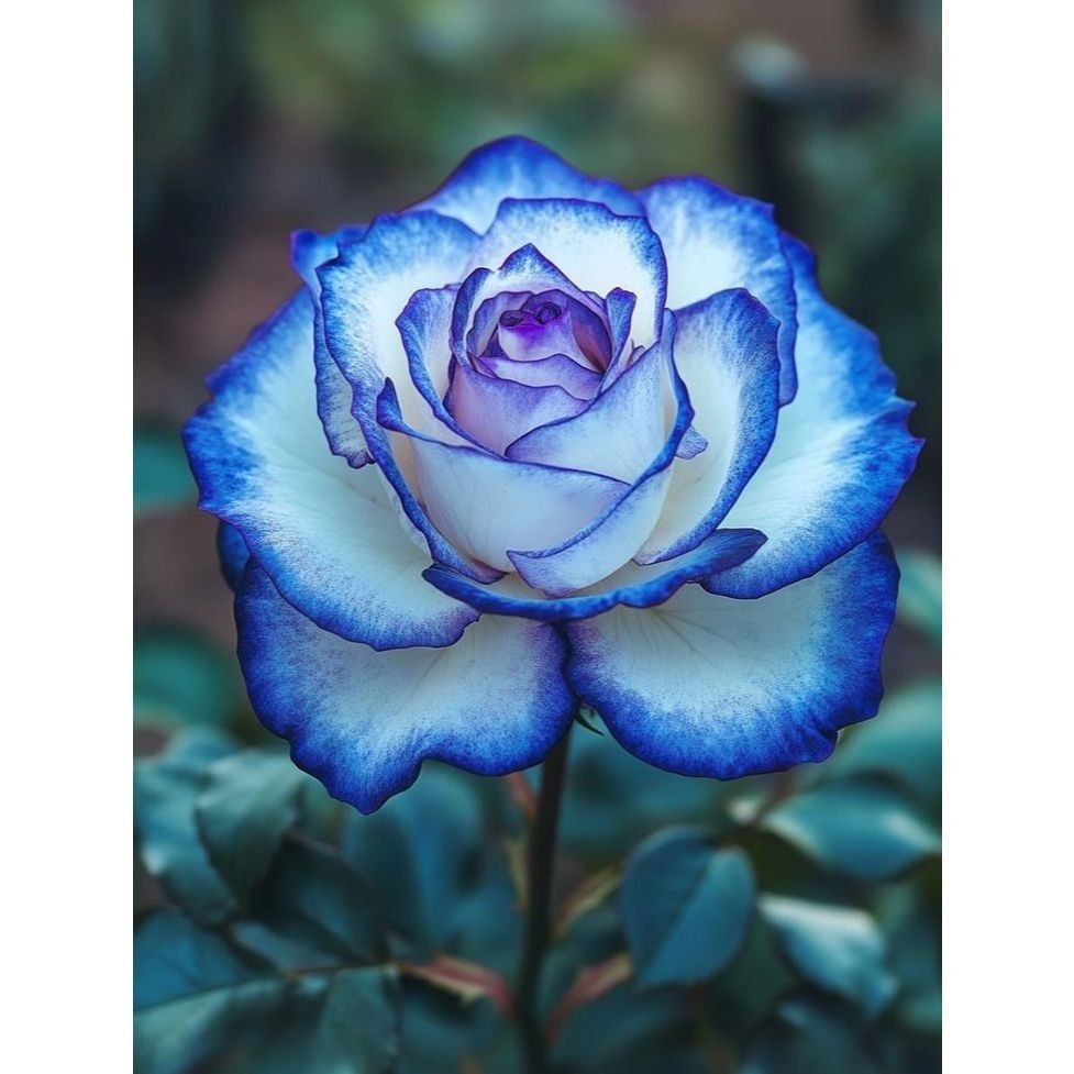 200 sementes 400 sementes 1000 sementes Rosa 'Blue Moon' com manual de ...