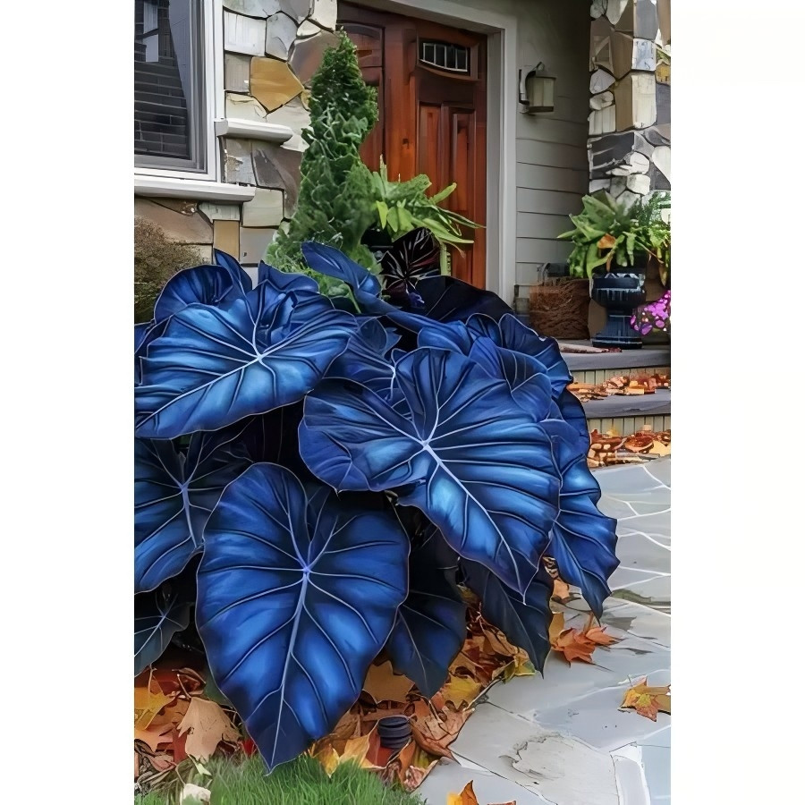 Cultivo simples 1000 sementes Caladium 'Hannah' com manual de cultivo ...