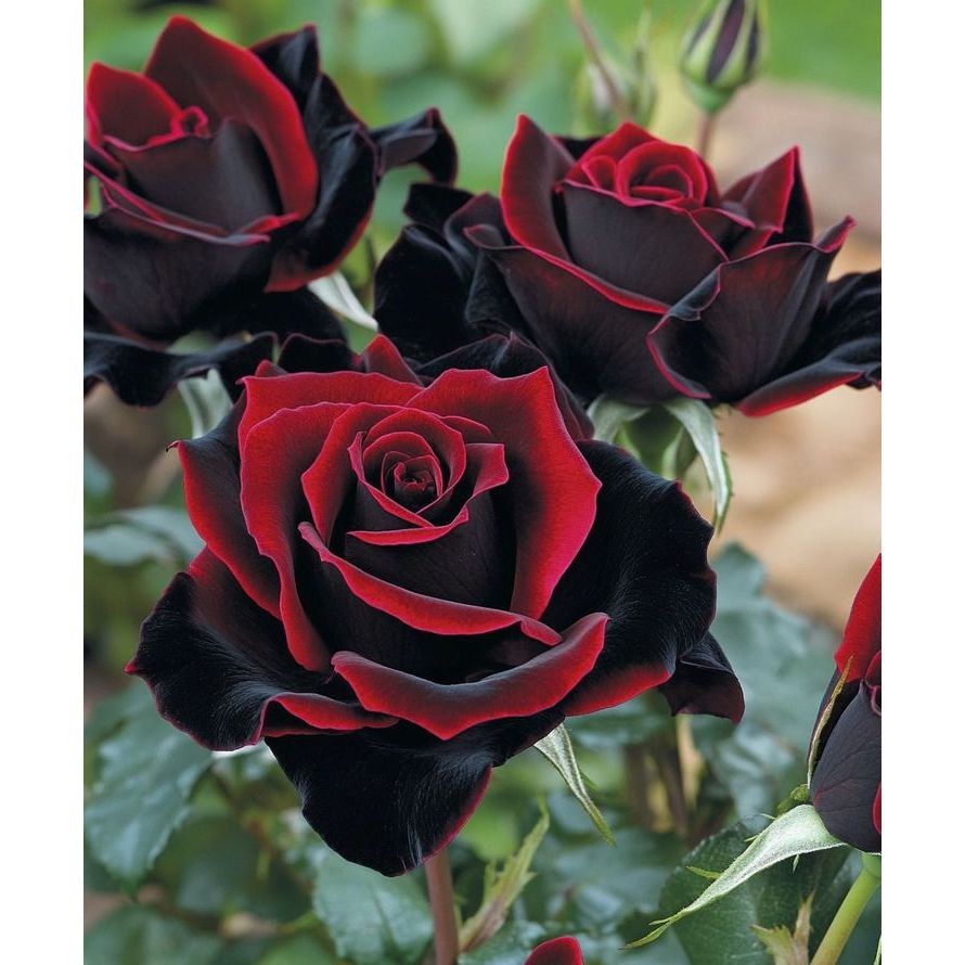 200 sementes 400 sementes 1000 sementes Rosa Negra - Dama das Sombras ...