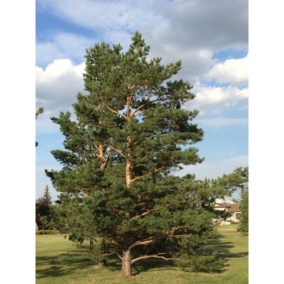 1000 Sementes de Pinheiro Pinus para Plantio de Mudas de Árvore ...