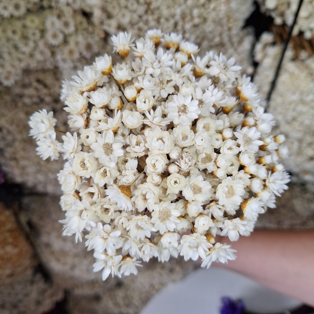 900 Flores Sempre Viva Flor Secas e Desidratadas - Cor Branca ...