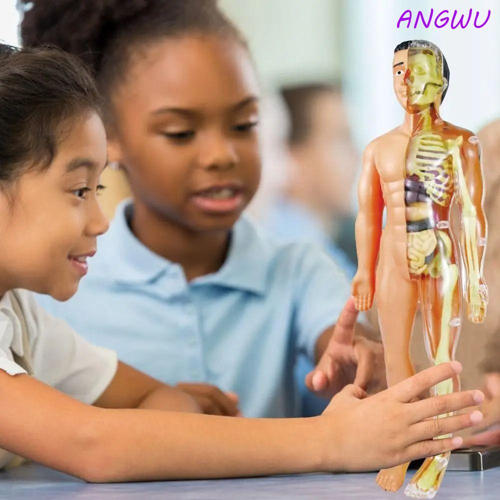 Brinquedo De Quebra-Cabeça Cognitivo Científico ANGWU , Modelo De Torso ...