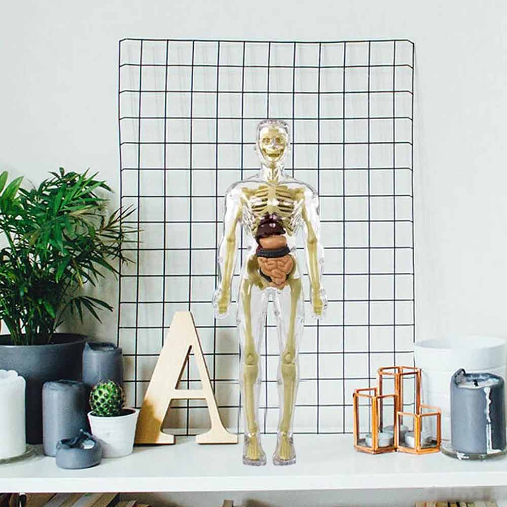Human Body Anatomy Skeleton & Organ DIY Assembly Science experiment kit ...