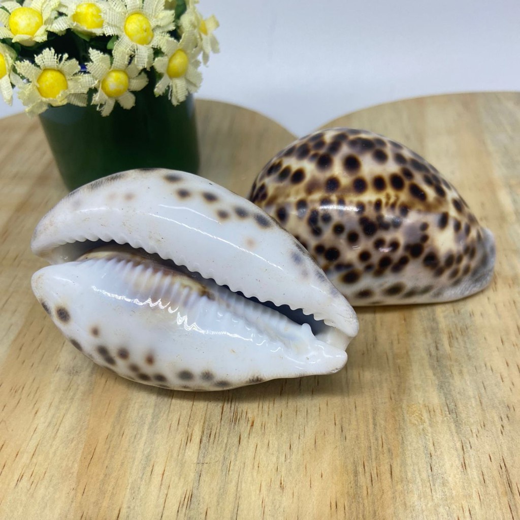 Búzios Natural Mesclado GRANDE ( UNIDADE) | Shopee Brasil