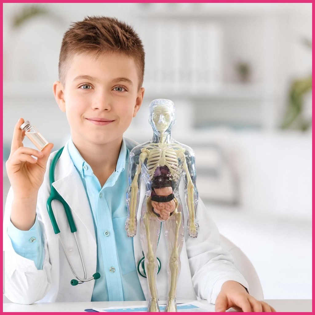 Brinquedos De Anatomia Infantil Corporal 3D Modelo Suave Corpo Humano ...