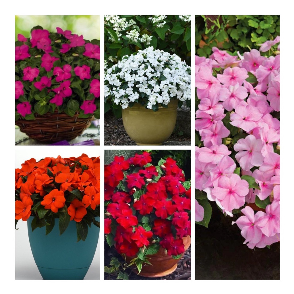 Combo De Maria Sem Vergonha - 125 Sementes Todas As Cores!! BRINDE ...