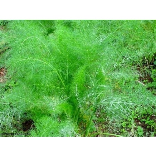 Extrato Fluido De Funcho - Com 500 Ml | Shopee Brasil