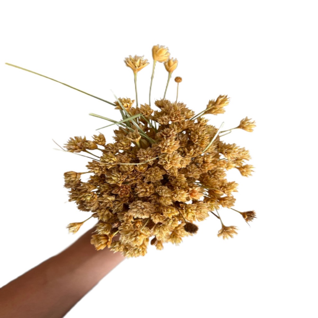 Flor Espeta Nariz Natural Maço Desidratado Arranjo Decoração | Shopee ...