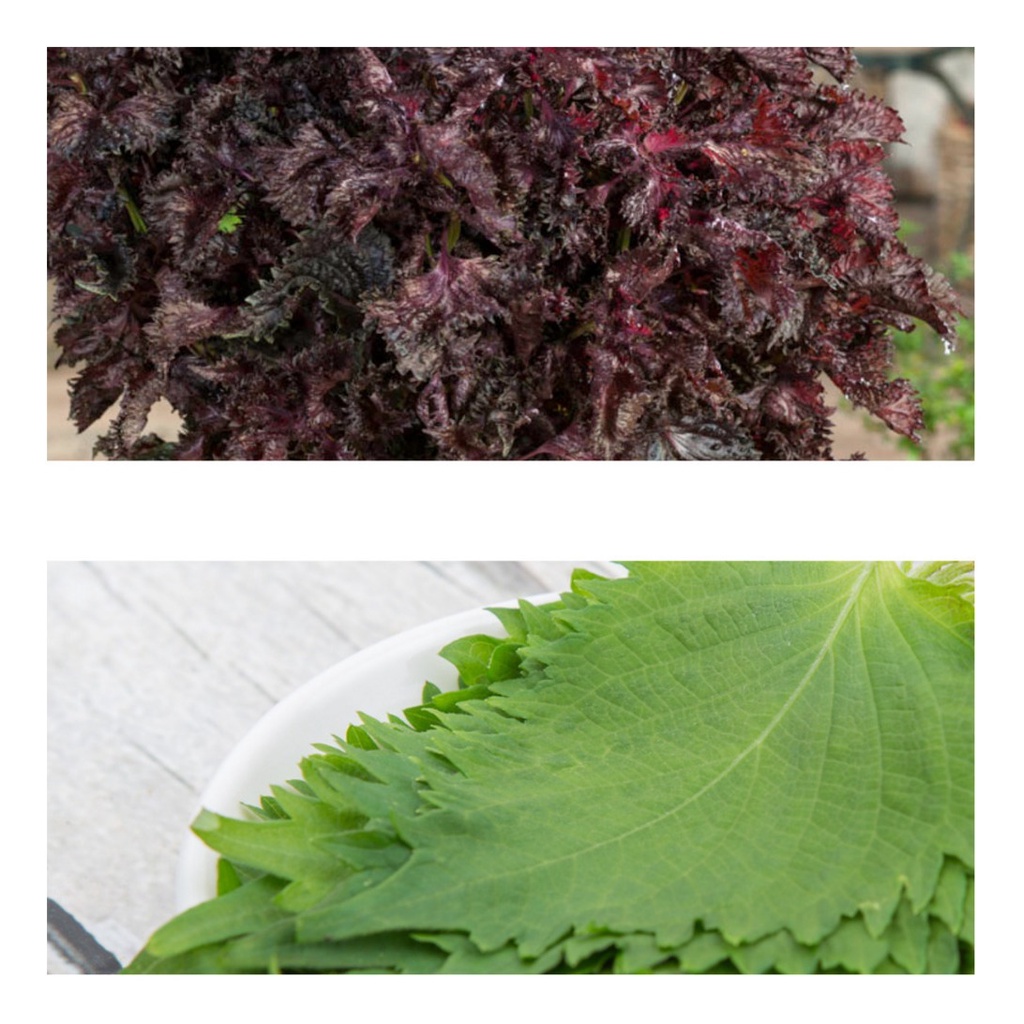 Perilla Shiso Mix - Roxa E Verde - Baby Leaf - 40 Sementes Comprando ...
