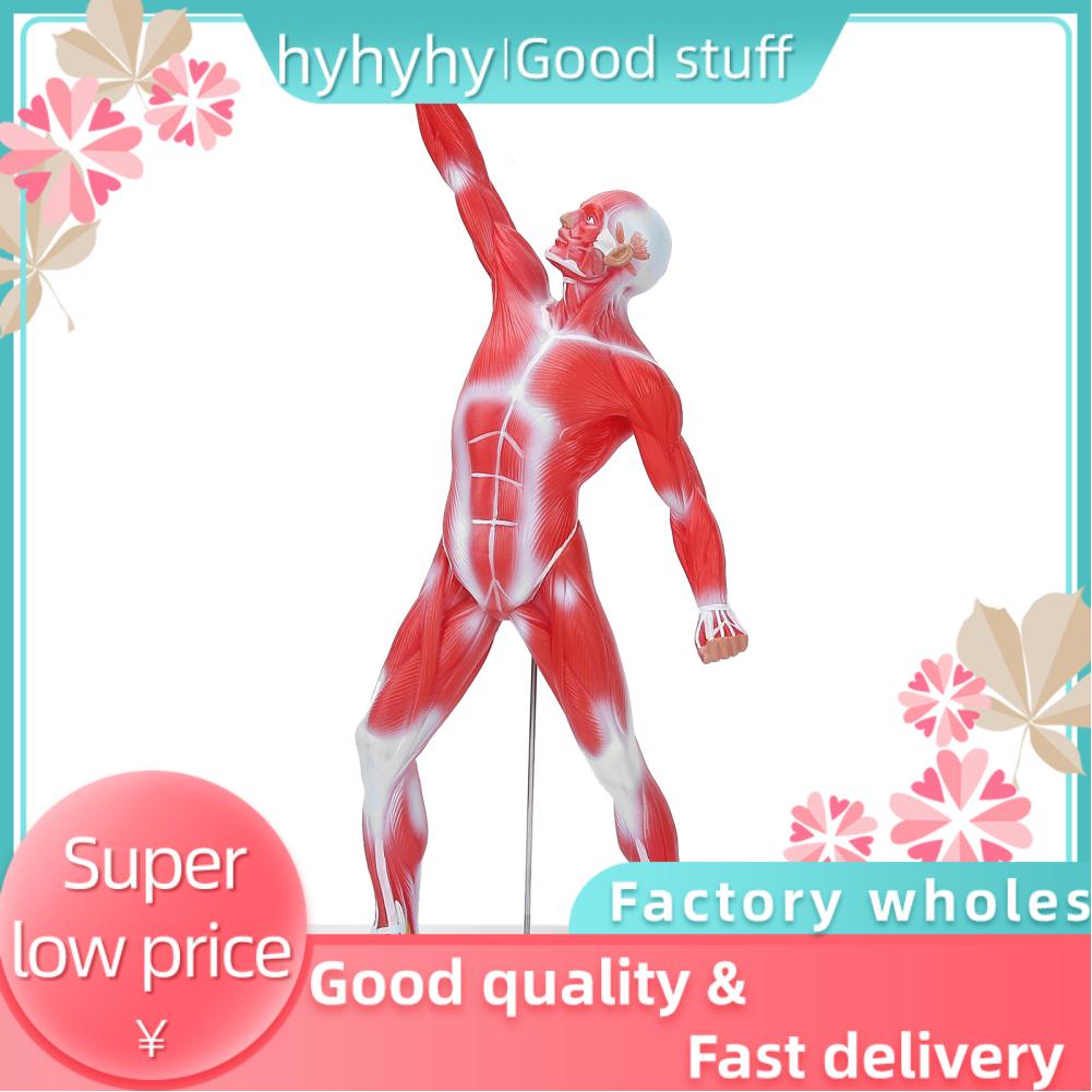 Hyhyhy 1/4 Life Size - Human Muscle Model – 20 Mini Figure Muscular ...