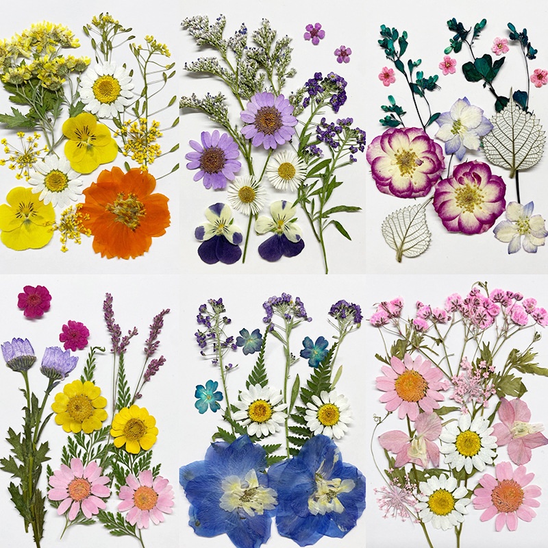 Pacote De Material Flor Seca , Adesivo Em Relevo Com Espécime De Planta ...