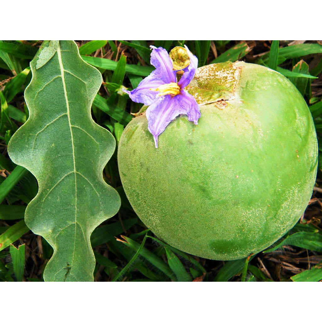 Lobeira Ou Fruta Do Lobo Do Cerrado 200 Sementes Para Mudas Comprando ...