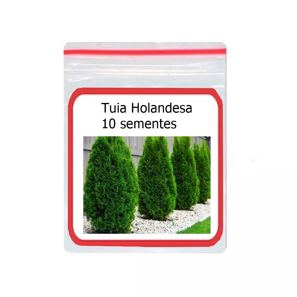 10 Sementes Tuia Holandesa bonsai flor | Shopee Brasil